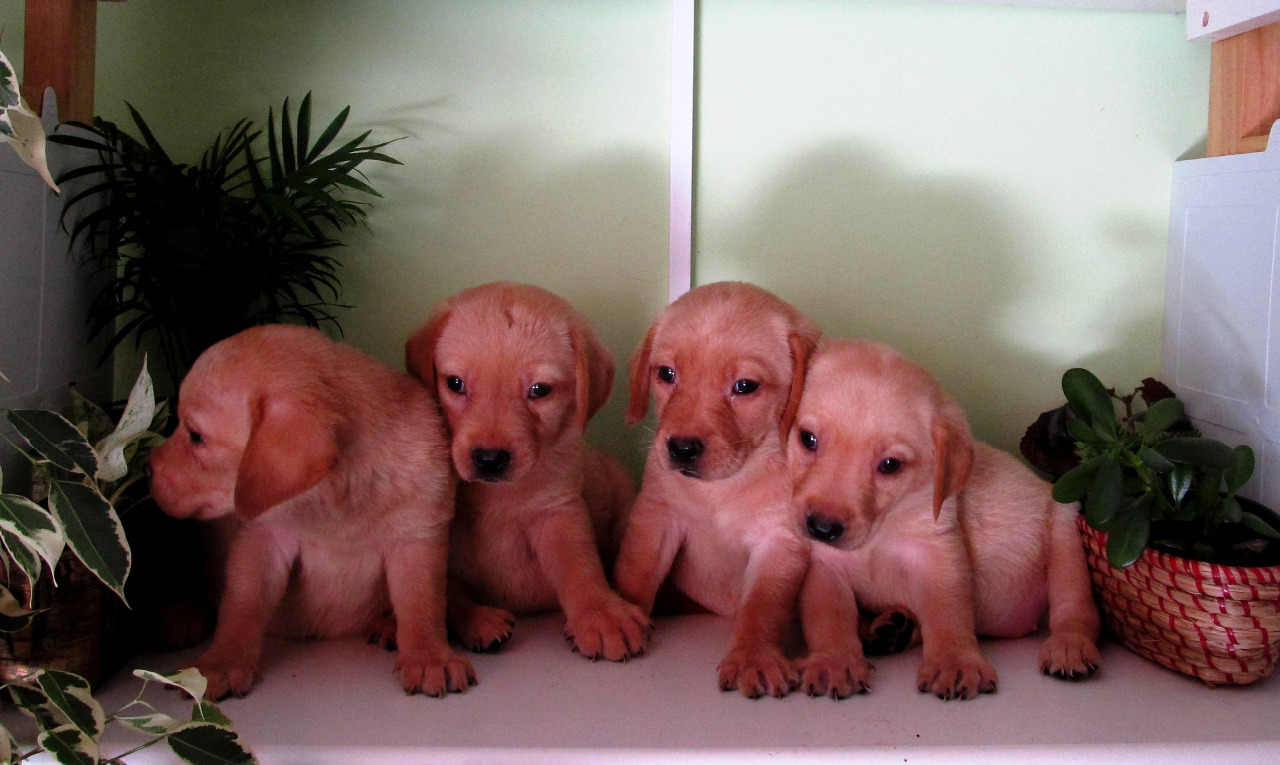 LABRADORAS AMARILLAS :: MascotaNatura